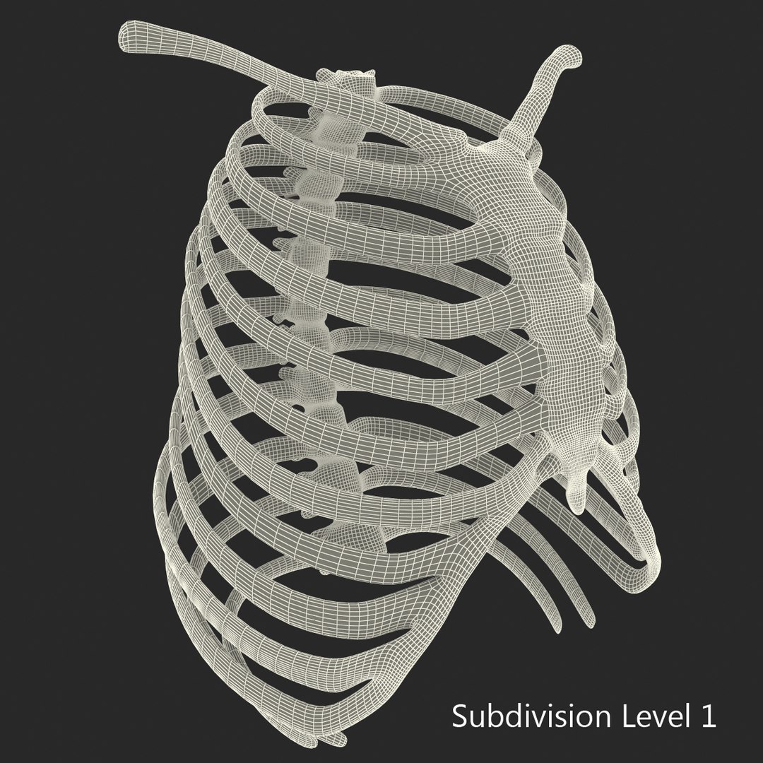 Rib Cage 3d C4d