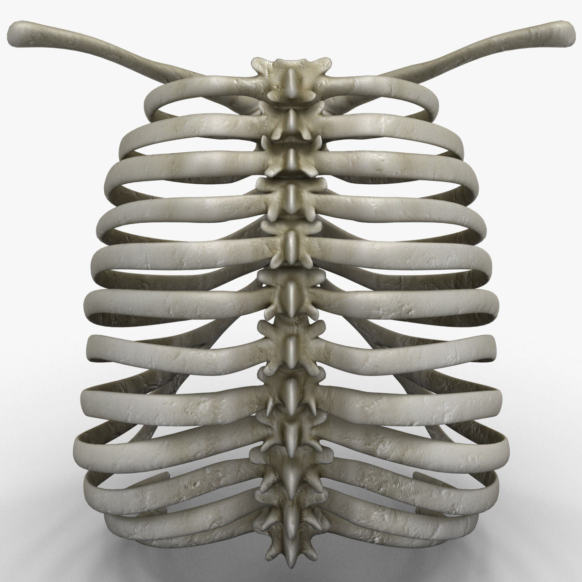 rib cage 3d c4d