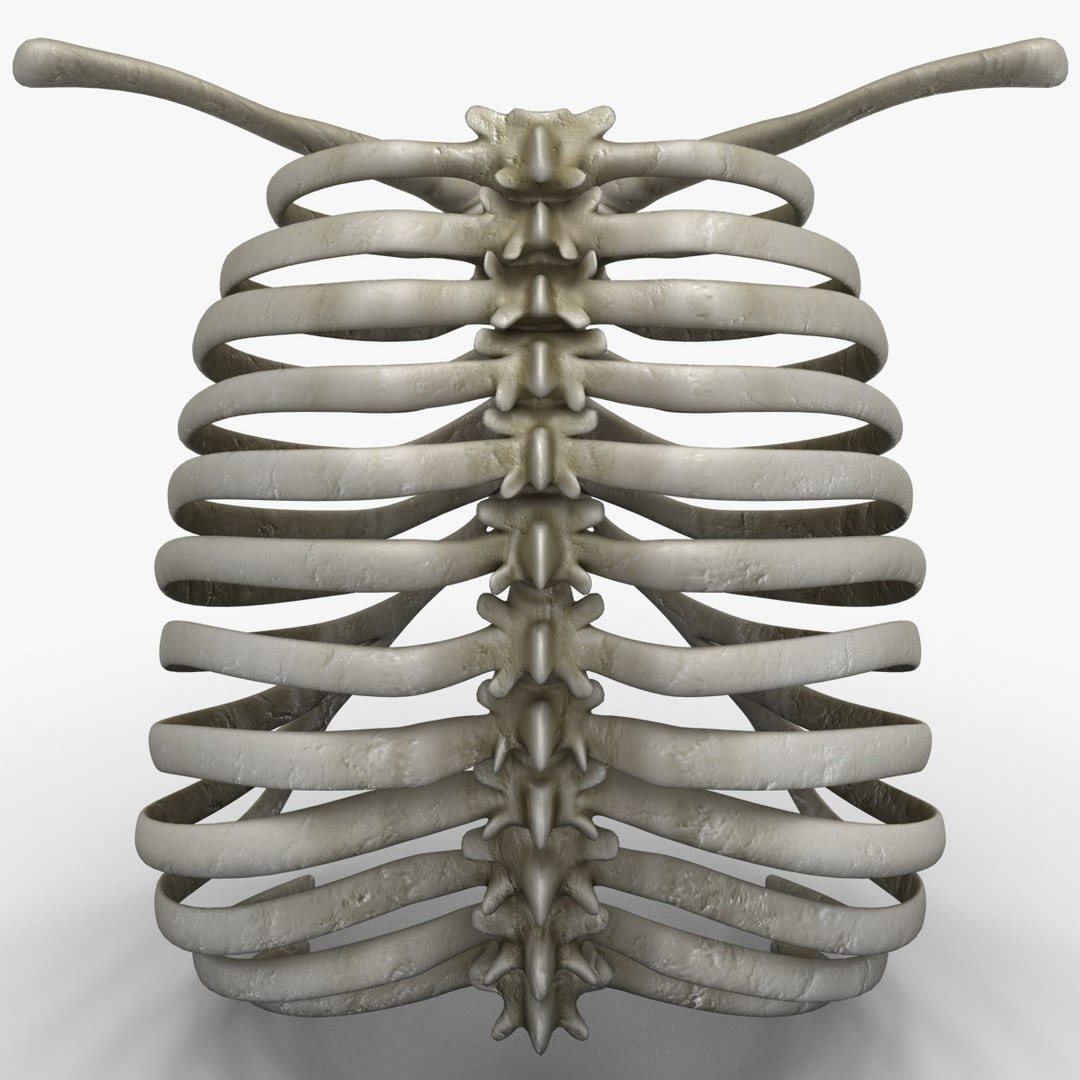 Rib Cage 3d C4d