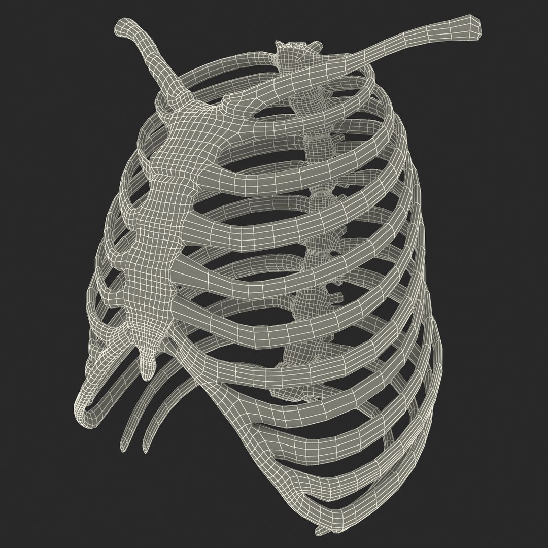 Rib Cage 3d C4d
