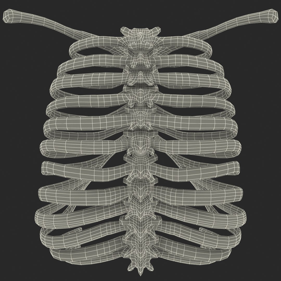 Rib Cage 3d C4d