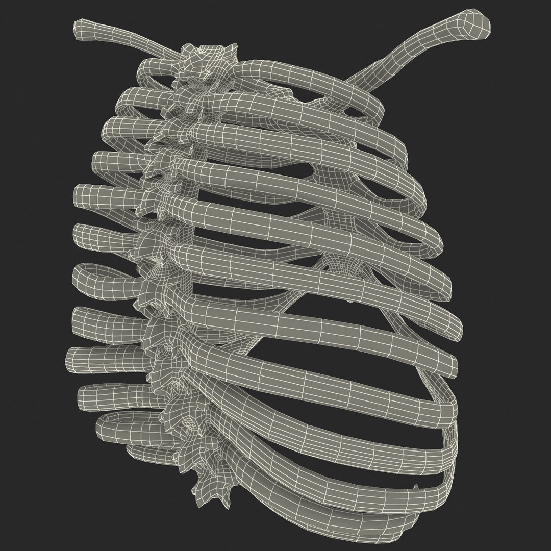 Rib Cage 3d C4d