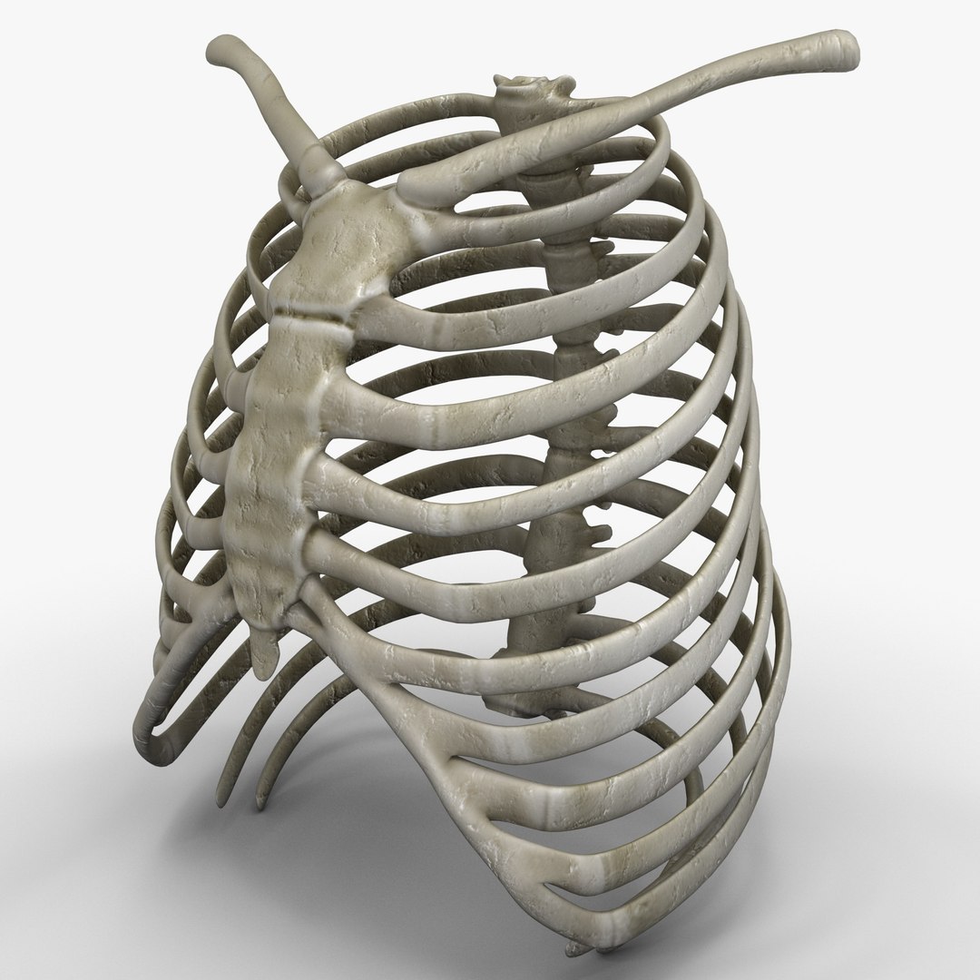 rib cage 3d c4d
