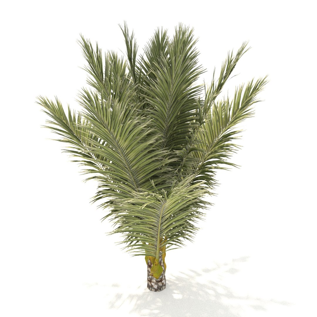 Palmera Baja 3D - TurboSquid 1184870
