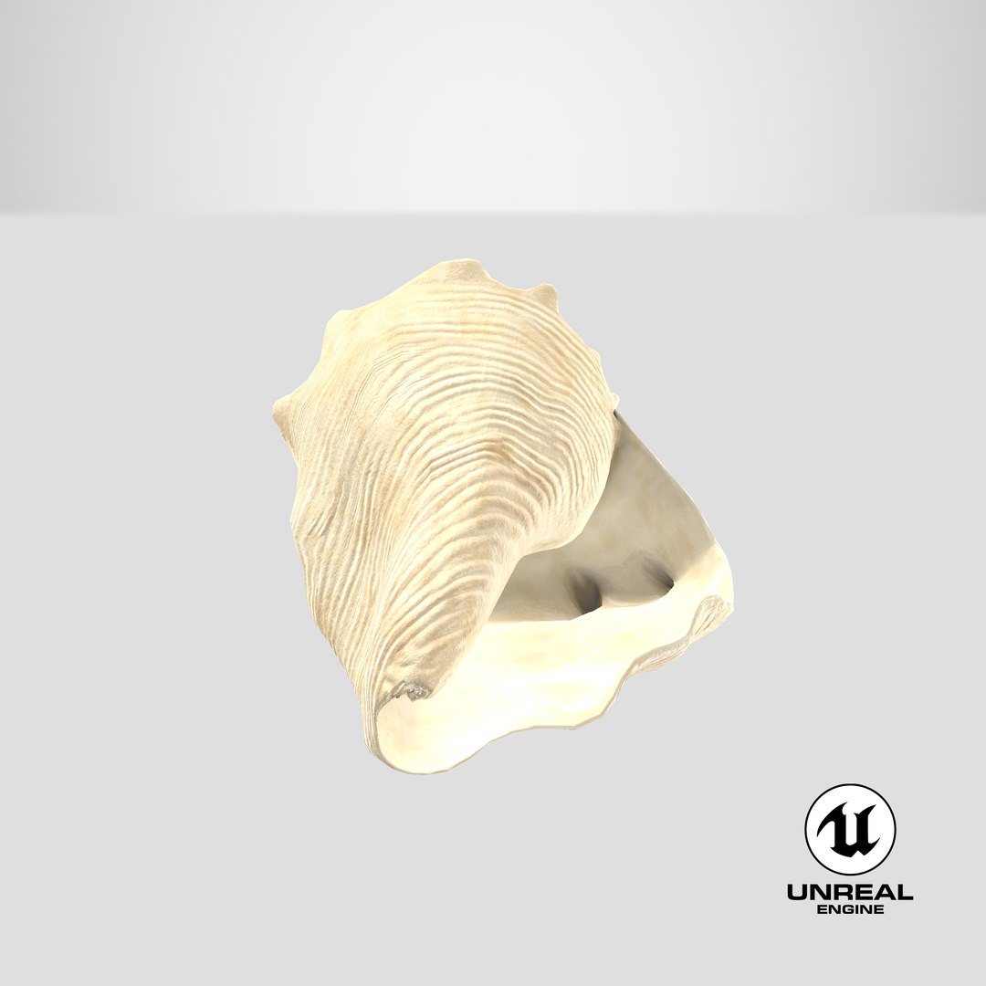Conch-shells---shell-03 3D - TurboSquid 1155463