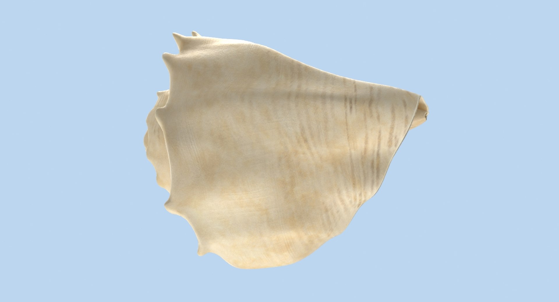 Conch-shells---shell-03 3D - TurboSquid 1155463