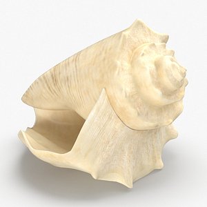 3D Conch Shell Models - Browse & Download Formats - TurboSquid