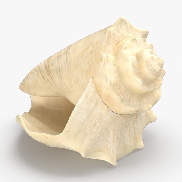 Conch-shells---shell-03 3D - TurboSquid 1155463