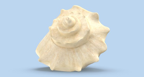 Conch-shells---shell-03 3D - TurboSquid 1155463