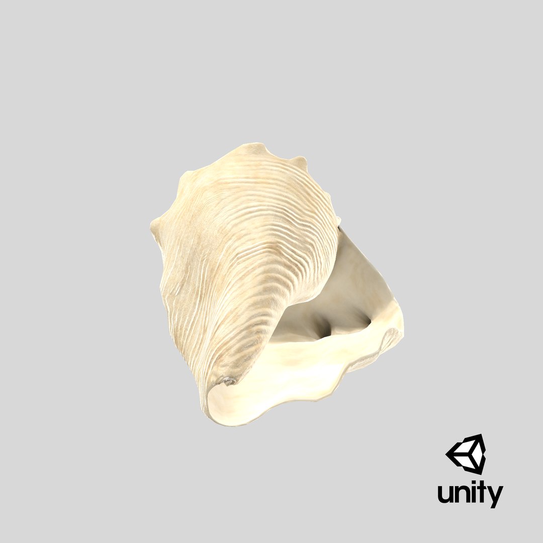 Conch-shells---shell-03 3D - TurboSquid 1155463
