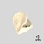 Conch-shells---shell-03 3D - TurboSquid 1155463