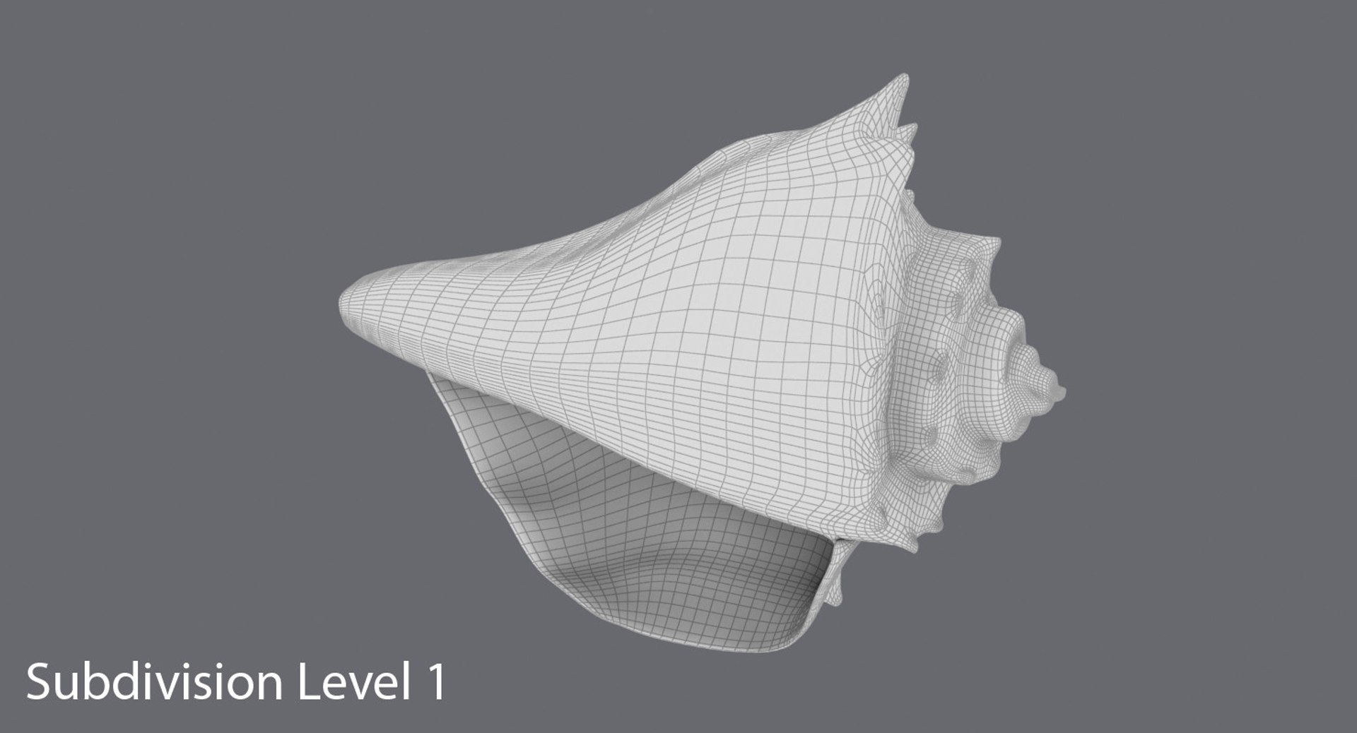 Conch-shells---shell-03 3D - TurboSquid 1155463