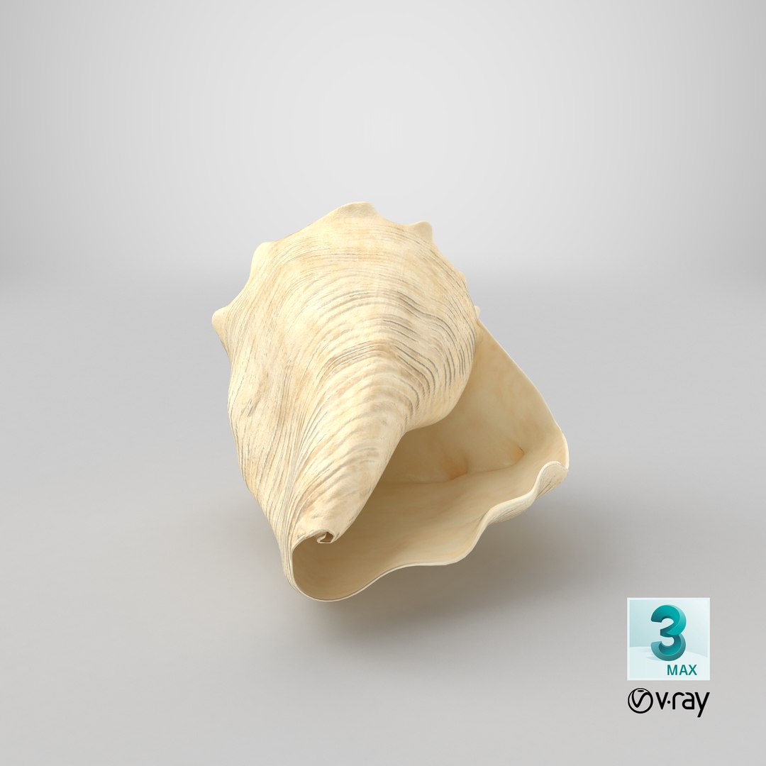Conch-shells---shell-03 3D - TurboSquid 1155463