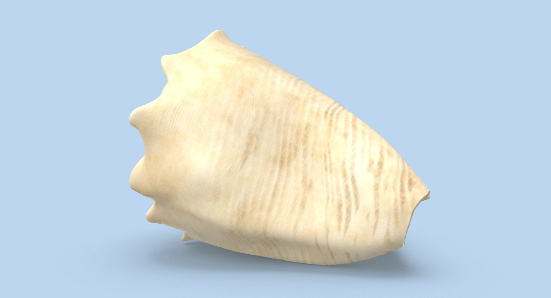 Conch-shells---shell-03 3D - TurboSquid 1155463