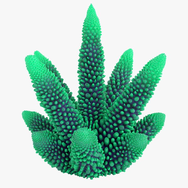 Acropora Coral 3D Models for Download | TurboSquid