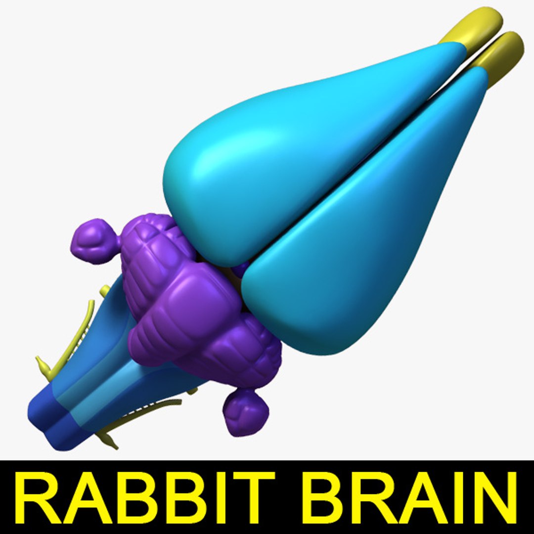 Maya Rabbit Brain