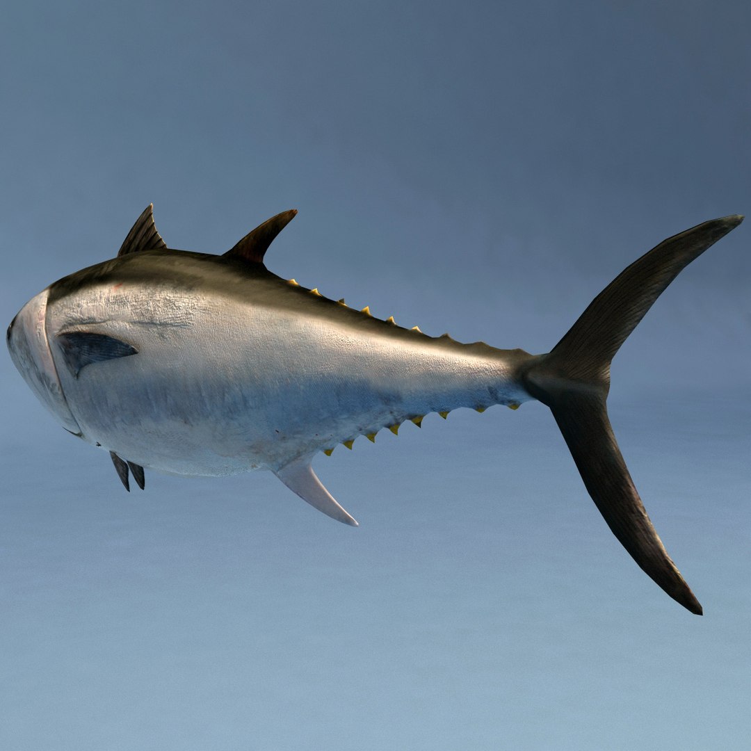Tuna Modelled 3d Model