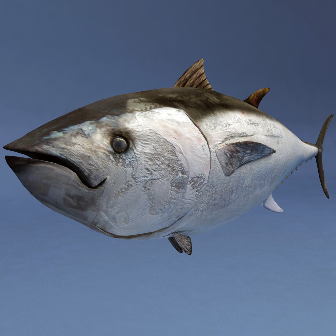 Tuna Modelled 3d Model