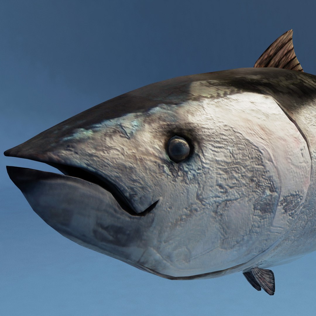 Tuna Modelled 3d Model