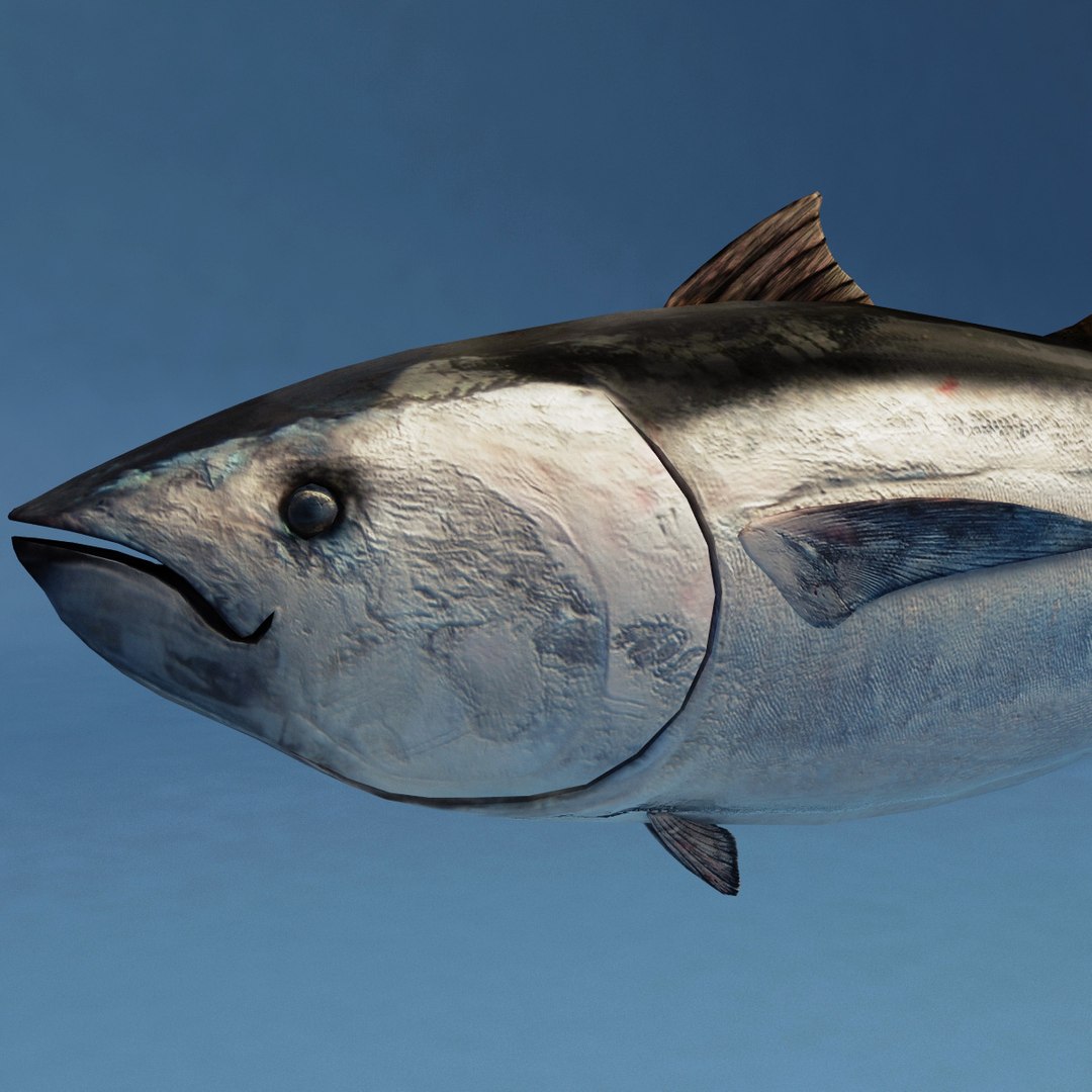 Tuna Modelled 3d Model