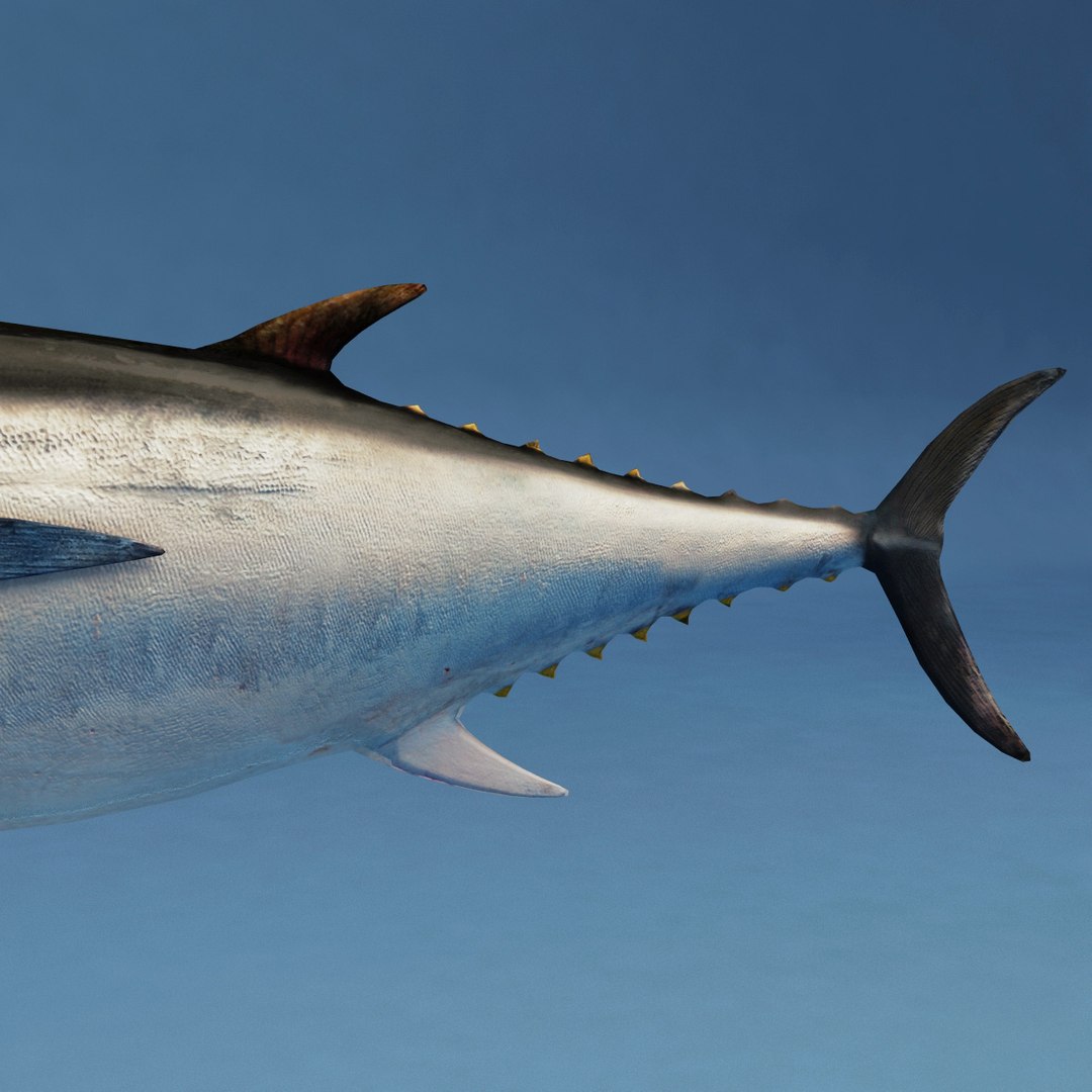 Tuna Modelled 3d Model