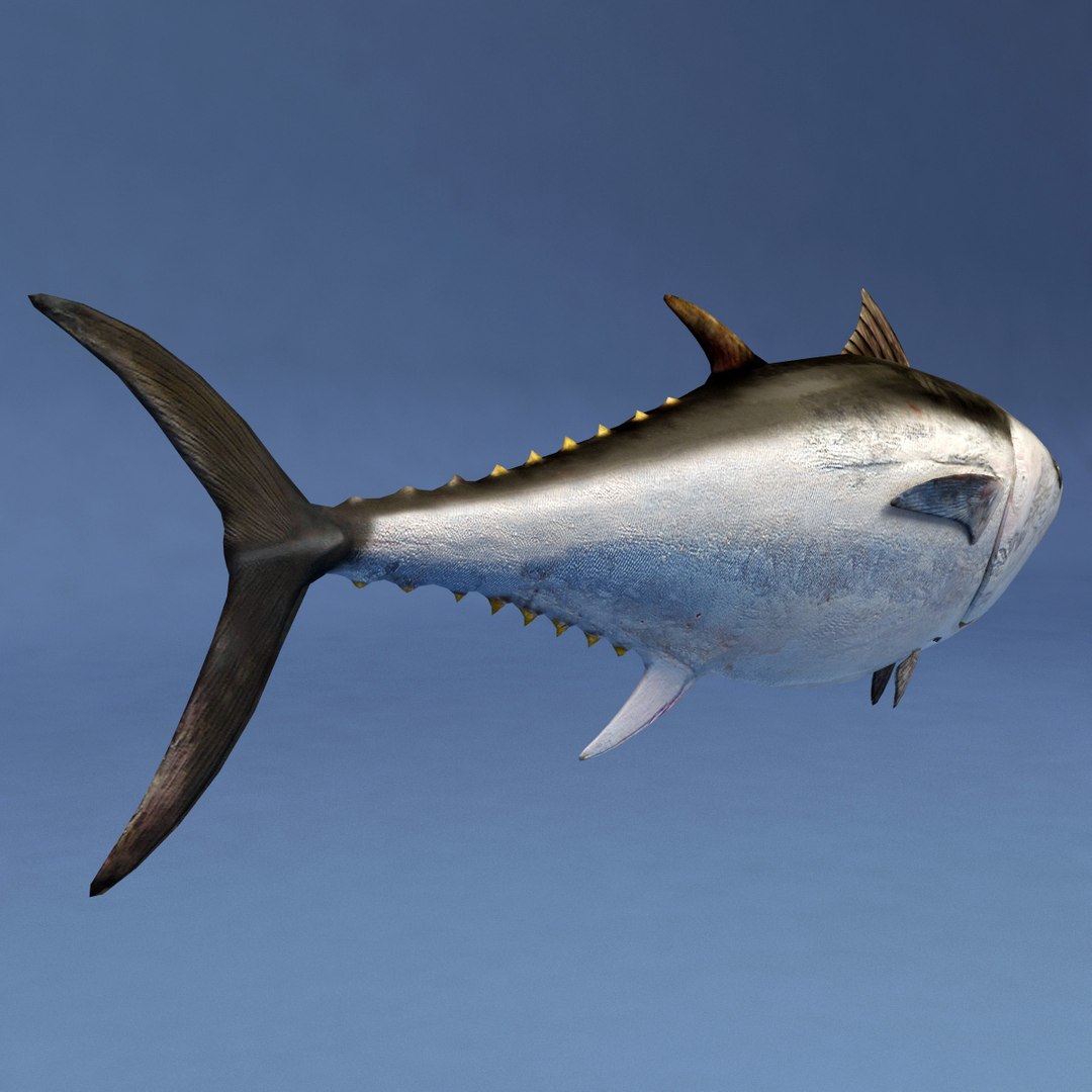 Tuna Modelled 3d Model
