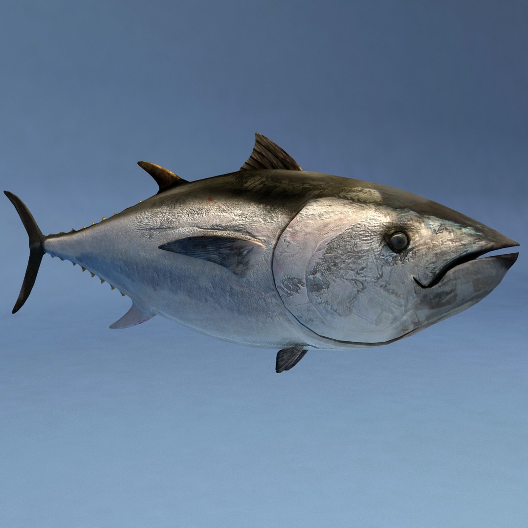 Tuna Modelled 3d Model