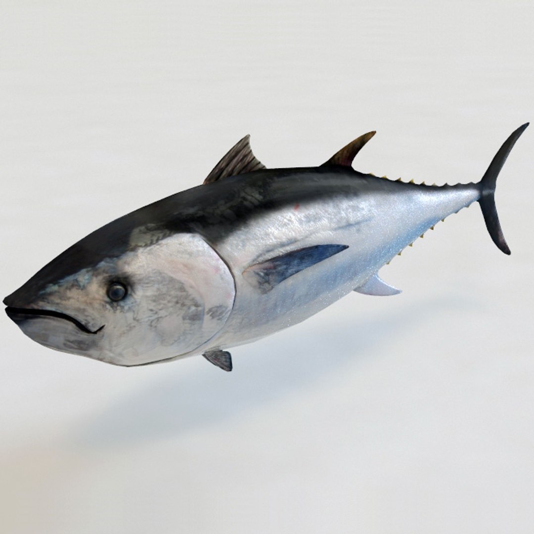 Tuna Modelled 3d Model