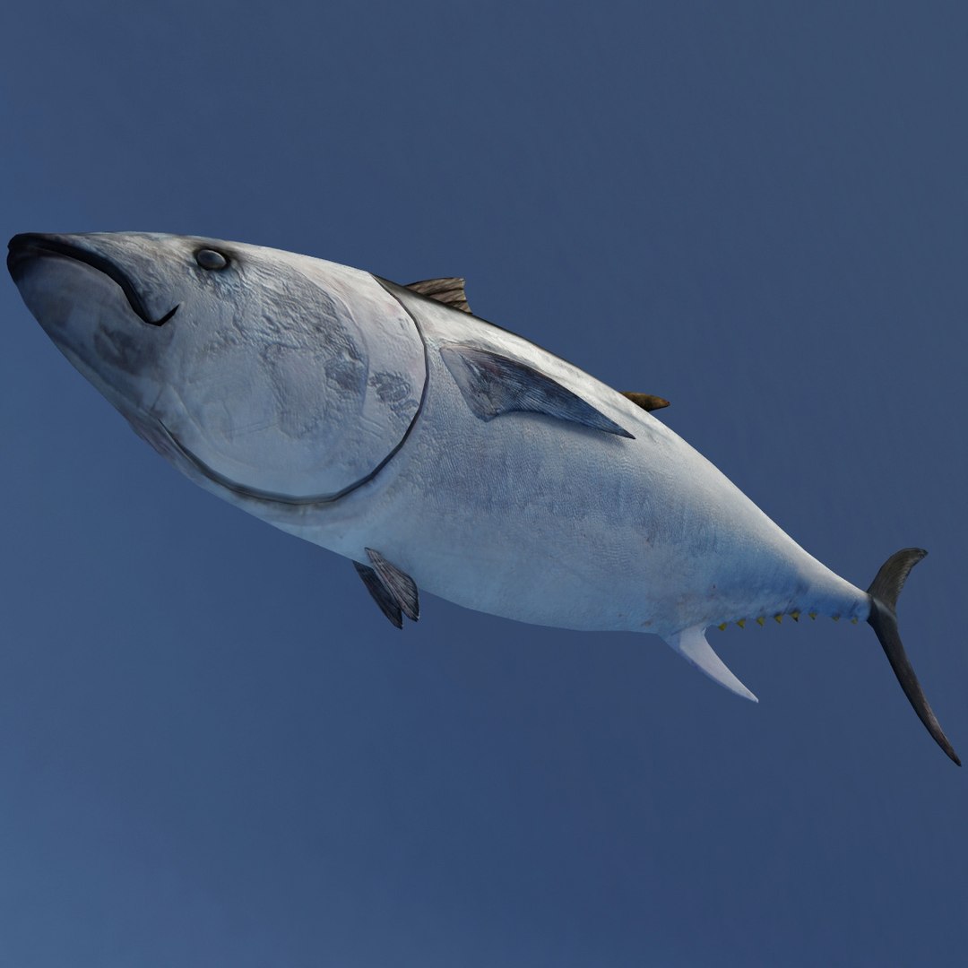 Tuna Modelled 3d Model