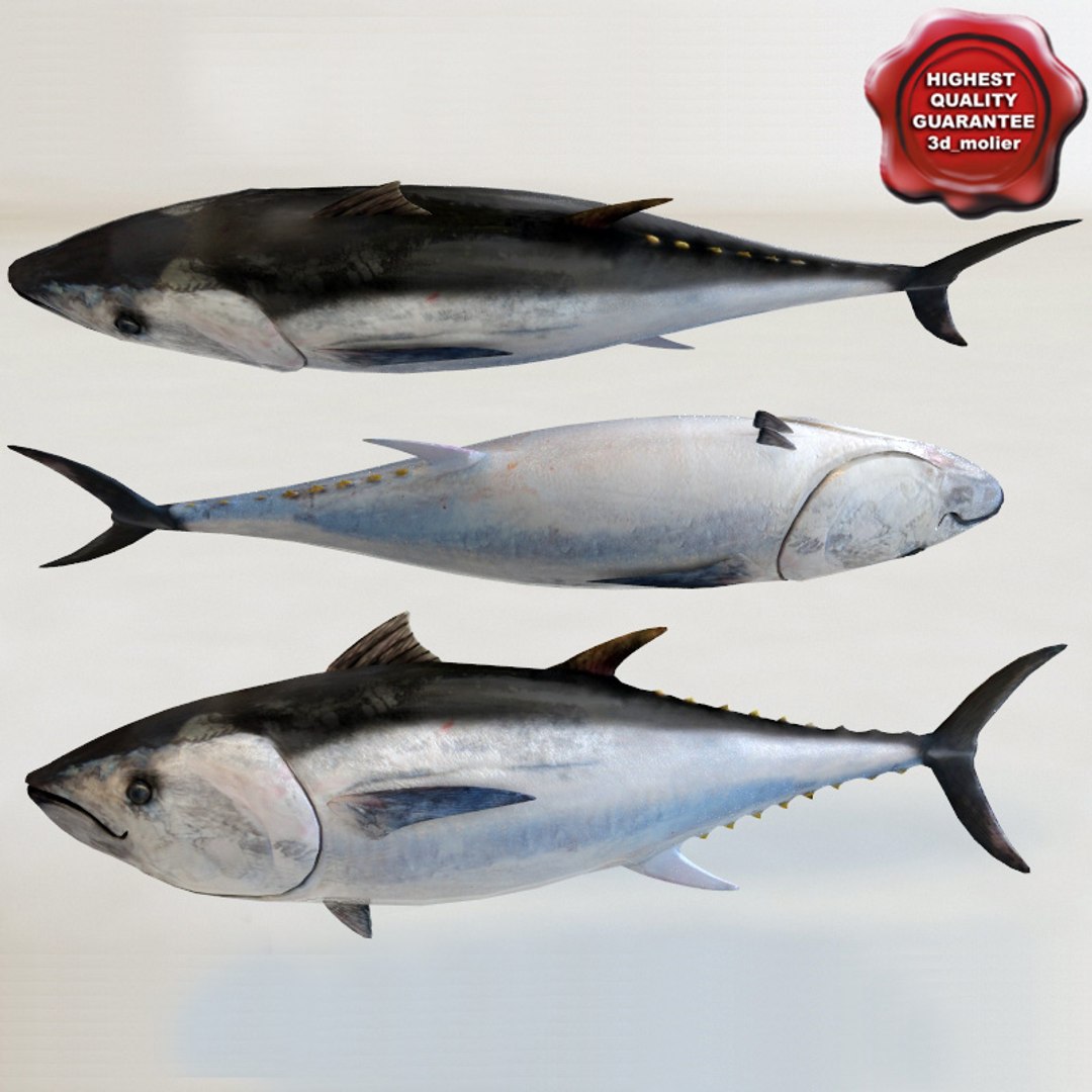 Tuna Modelled 3d Model