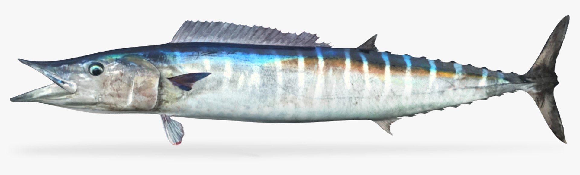 3D Wahoo - TurboSquid 1210251