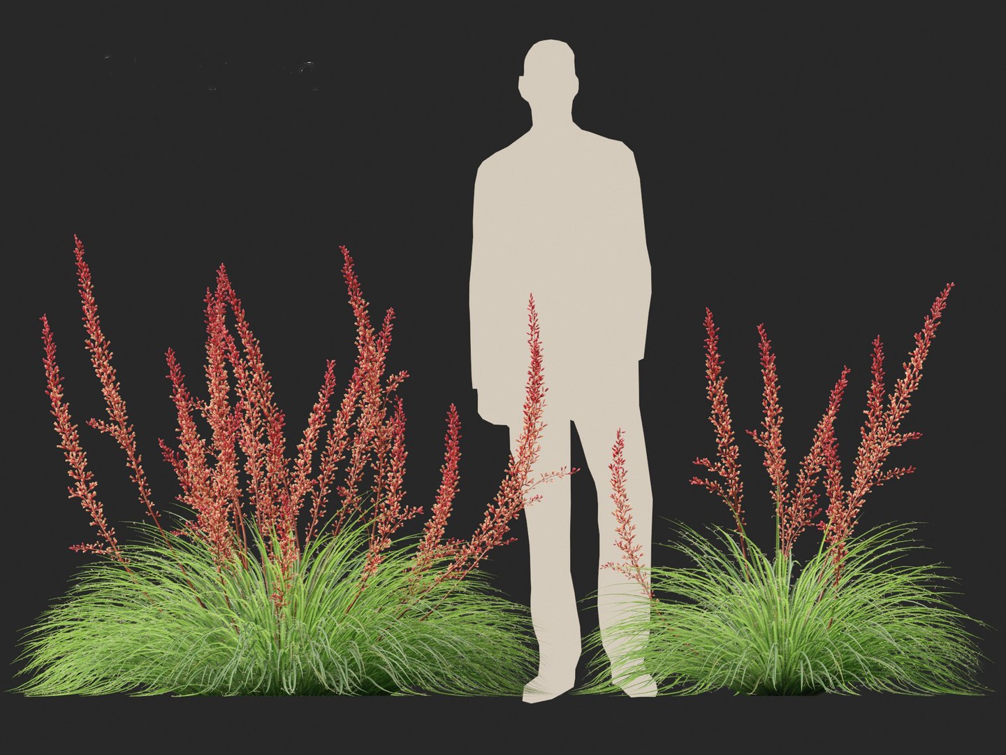 Hesperaloe Parviflora - Redflower False Yucca Model - TurboSquid 2138386