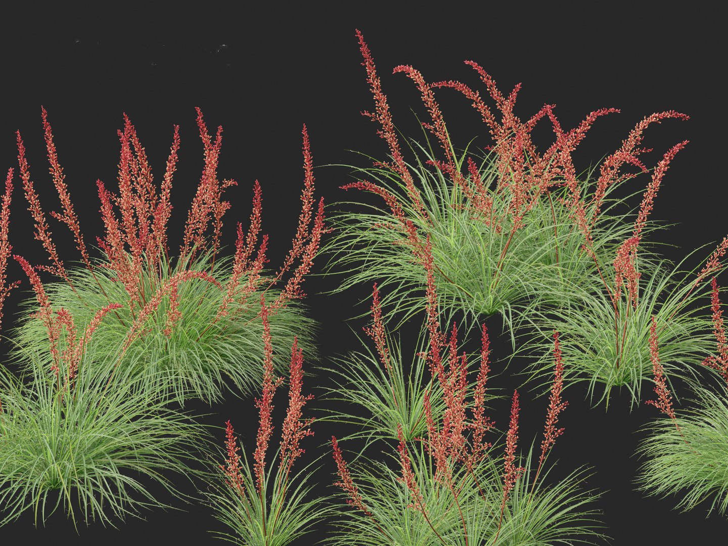 Hesperaloe Parviflora - Redflower False Yucca Model - TurboSquid 2138386