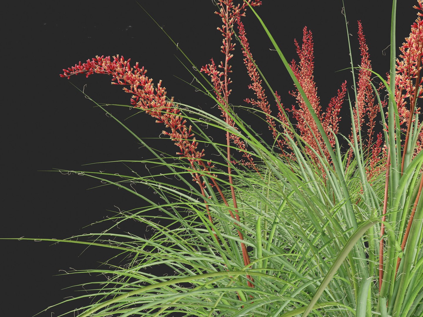 Hesperaloe Parviflora - Redflower False Yucca Model - TurboSquid 2138386
