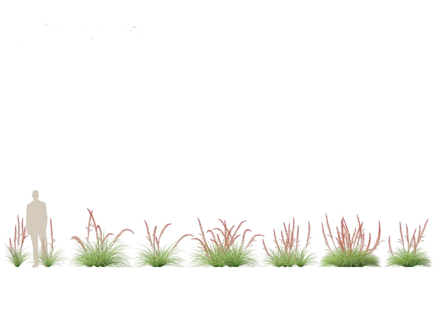 Hesperaloe Parviflora - Redflower False Yucca Model - TurboSquid 2138386