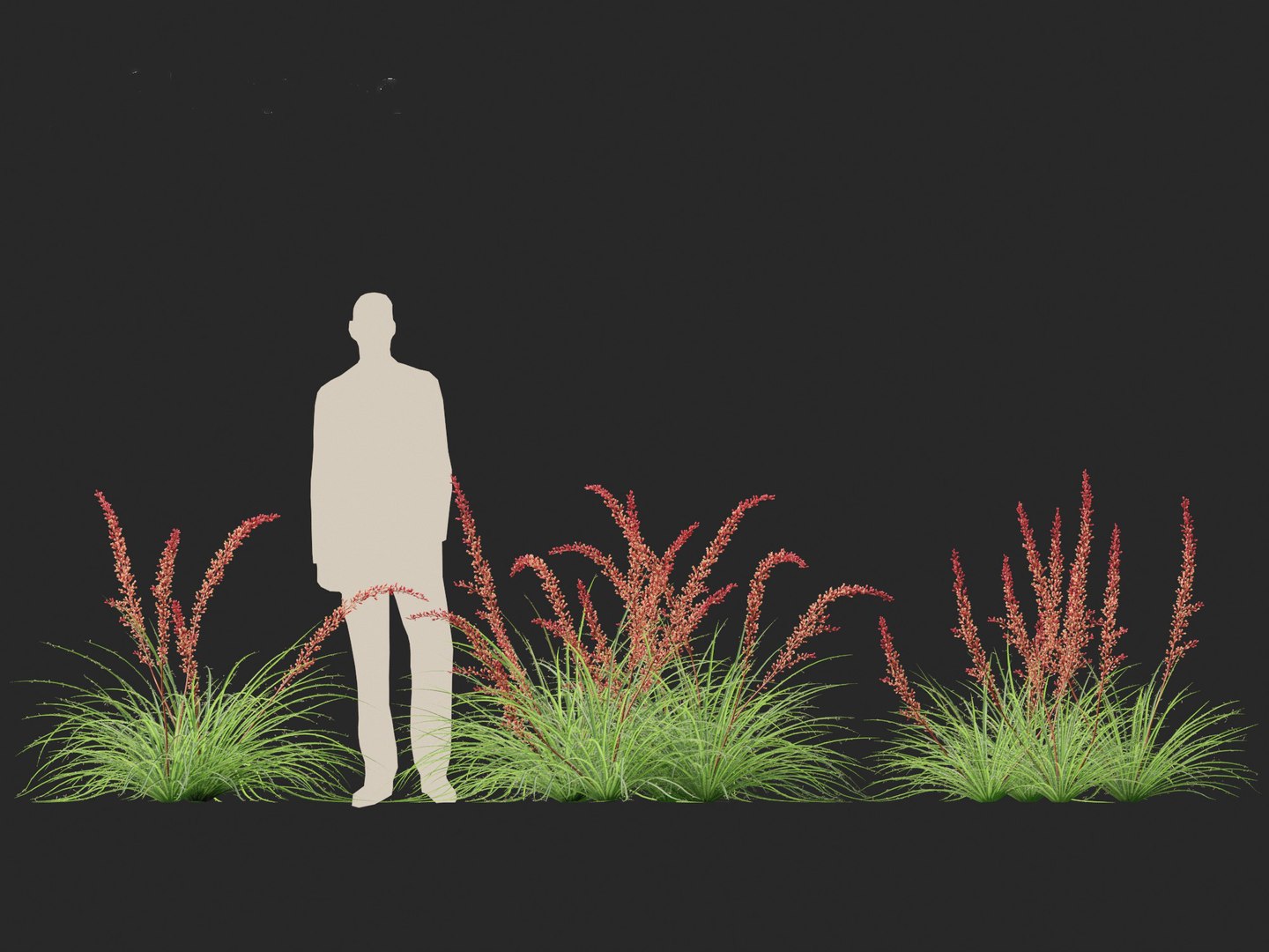 Hesperaloe Parviflora - Redflower False Yucca Model - TurboSquid 2138386