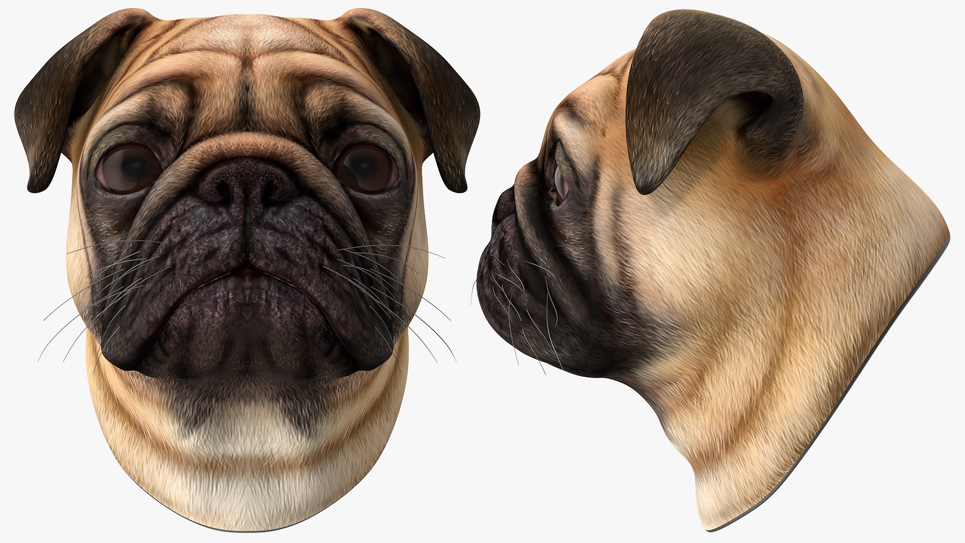 3D Pug Dog Head - TurboSquid 1681723