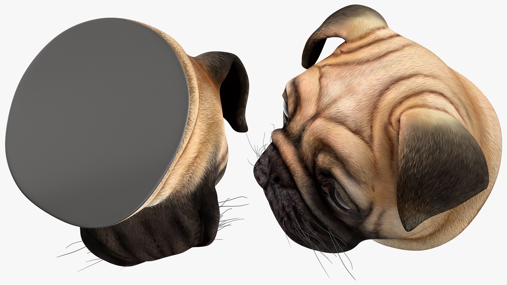 3D Pug Dog Head - TurboSquid 1681723