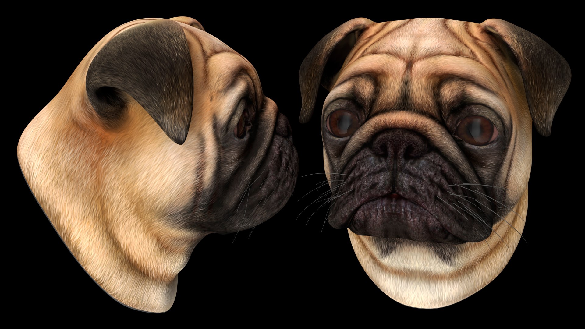 3D Pug Dog Head - TurboSquid 1681723