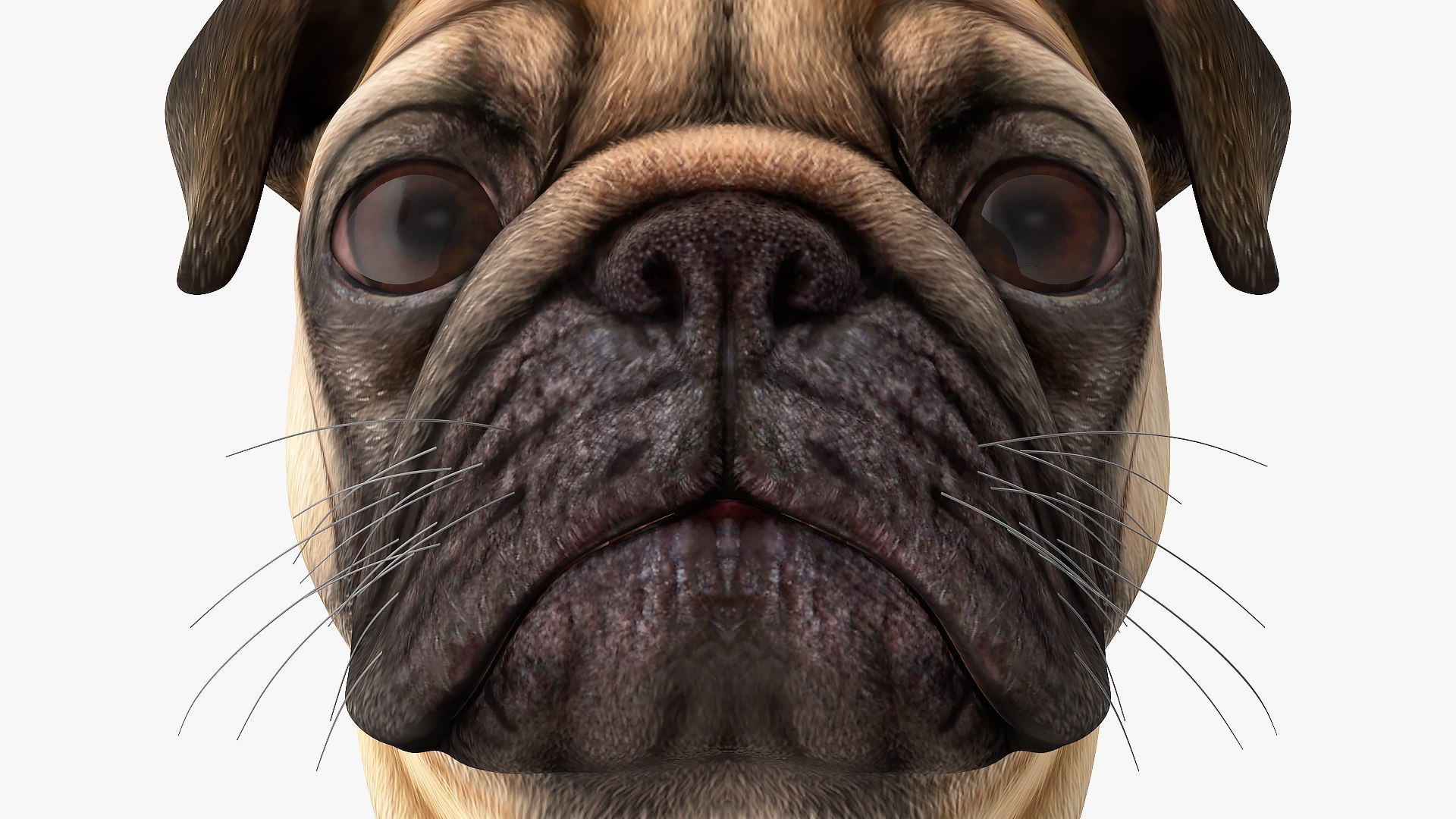 3D Pug Dog Head - TurboSquid 1681723
