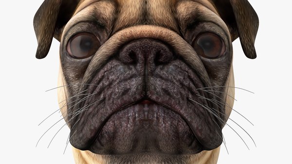 3D pug dog head - TurboSquid 1681723
