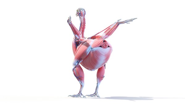 3D model Full Chicken Anatomy Static - TurboSquid 1909876