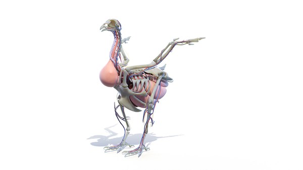 modelo 3d Anatomía completa del pollo estática - TurboSquid 1909876