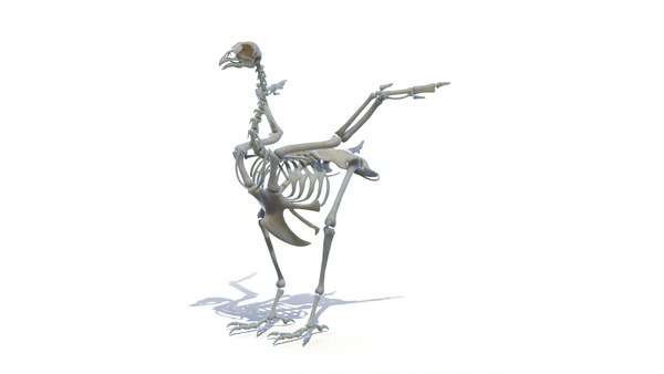 modelo 3d Anatomía completa del pollo estática - TurboSquid 1909876