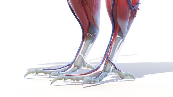 modelo 3d Anatomía completa del pollo estática - TurboSquid 1909876