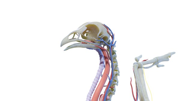 modèle 3D de Statique de l'anatomie complète du poulet - TurboSquid 1909876