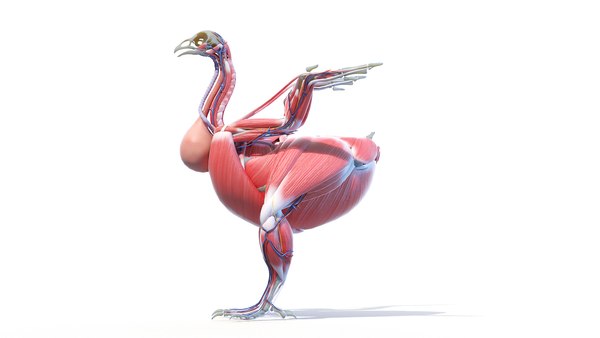modelo 3d Anatomía completa del pollo estática - TurboSquid 1909876