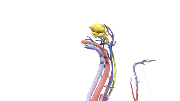 3D model Full Chicken Anatomy Static - TurboSquid 1909876