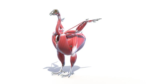 modelo 3d Anatomía completa del pollo estática - TurboSquid 1909876