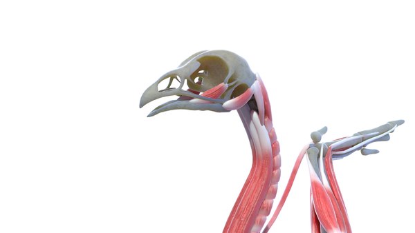Anatomia completa do frango estática Modelo 3D - TurboSquid 1909876